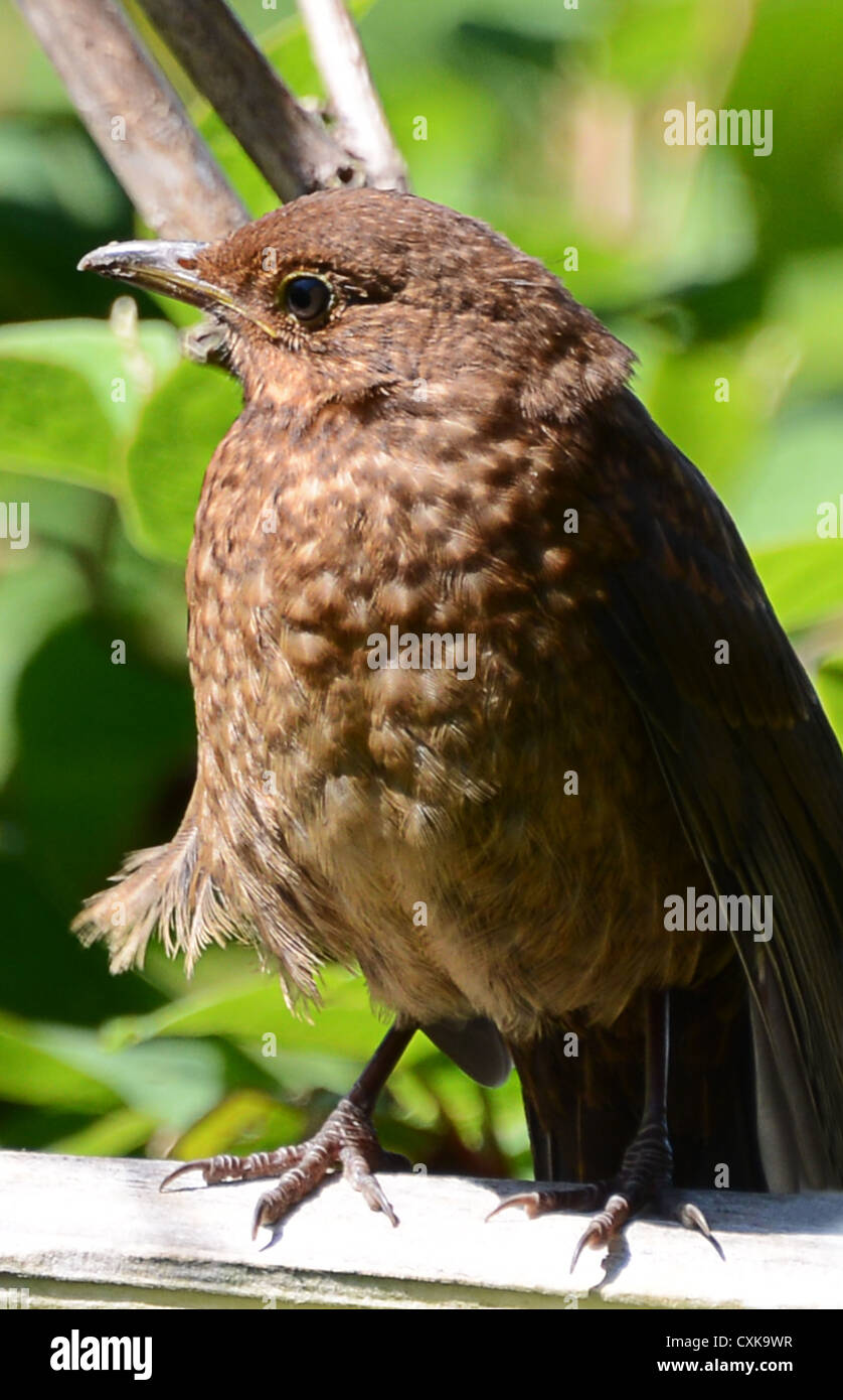 Blackbird with ruffled feathers hi-res stock photography and images - Alamy