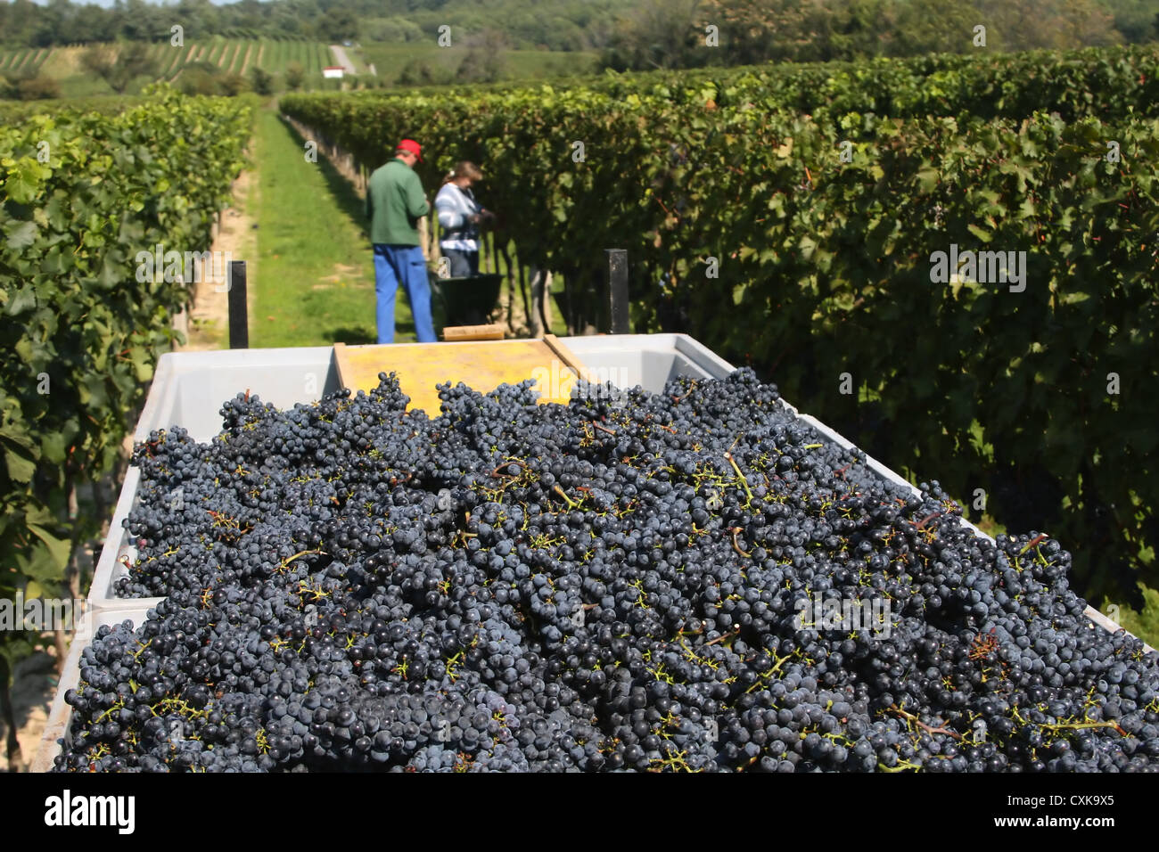 Ernten die ernte hi-res stock photography and images - Alamy