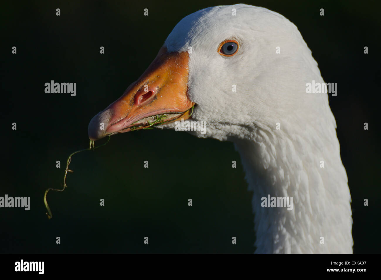 Female roman Goose close up Stock Photo - Alamy