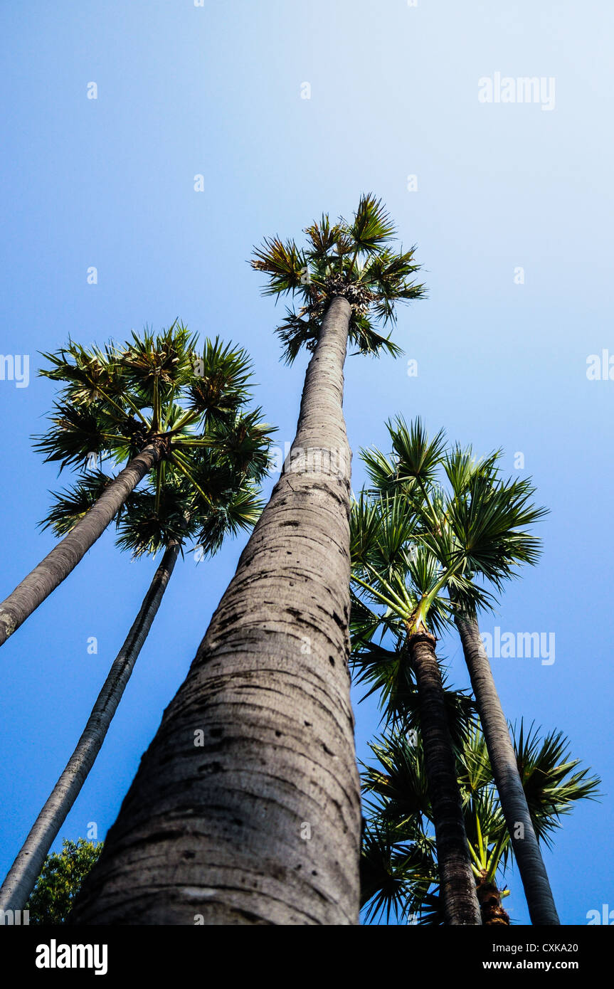 Palm upward hi-res stock photography and images - Alamy
