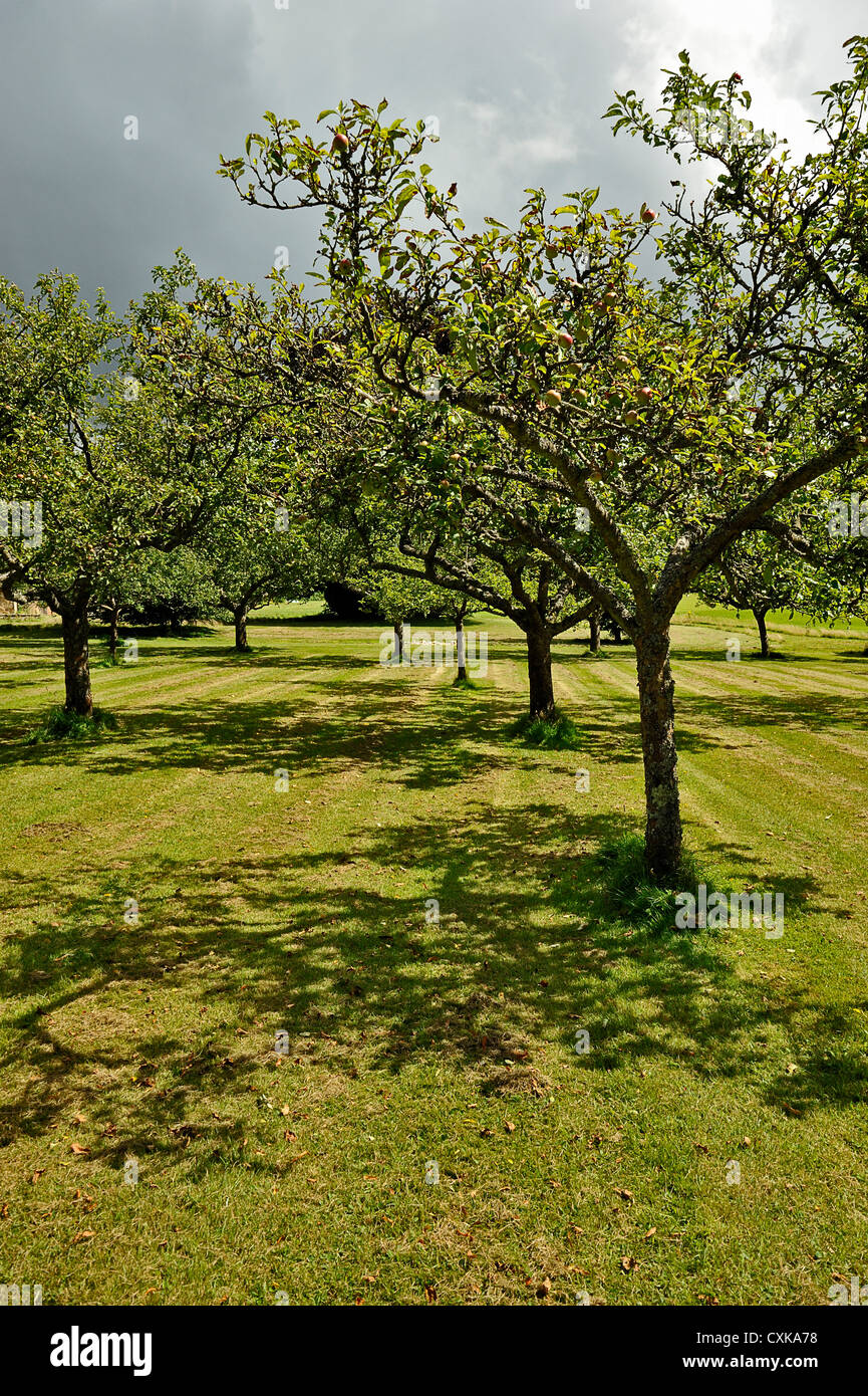 Apple Orchard Stock Photos & Apple Orchard Stock Images - Alamy