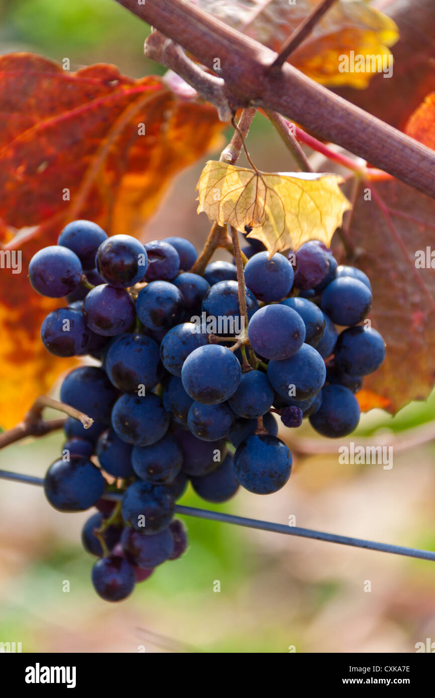Grapes at autumn Stock Photo - Alamy