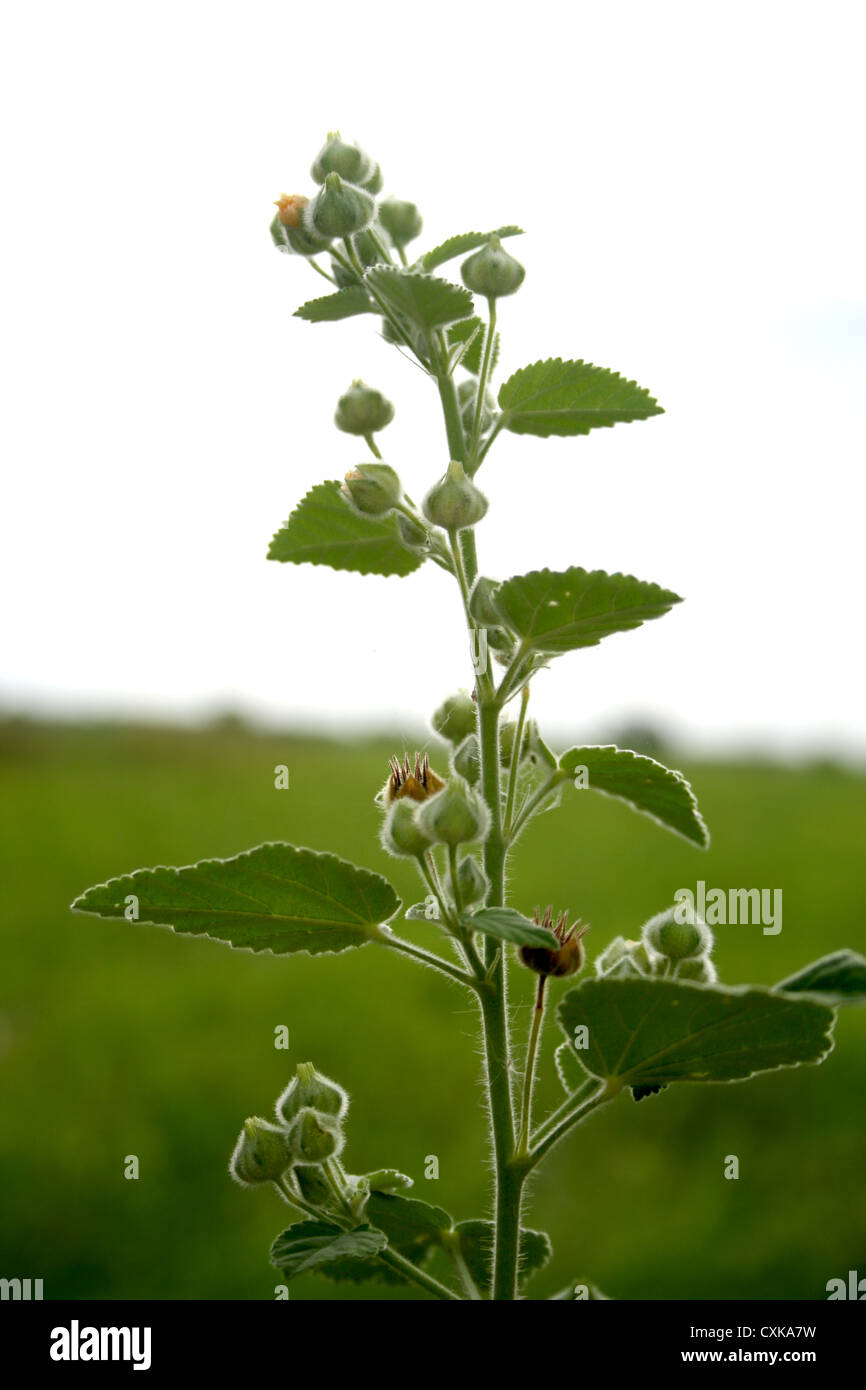 Green leaf natural stock Stock Photo - Alamy