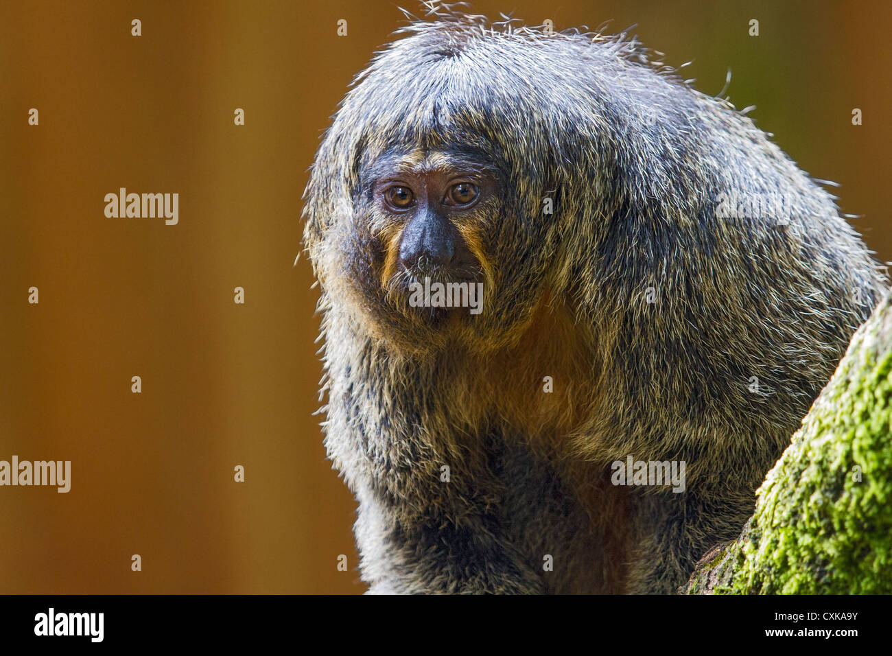Close-up of a white-faced saki monkey (Pithecia pithecia), Netherlands ...