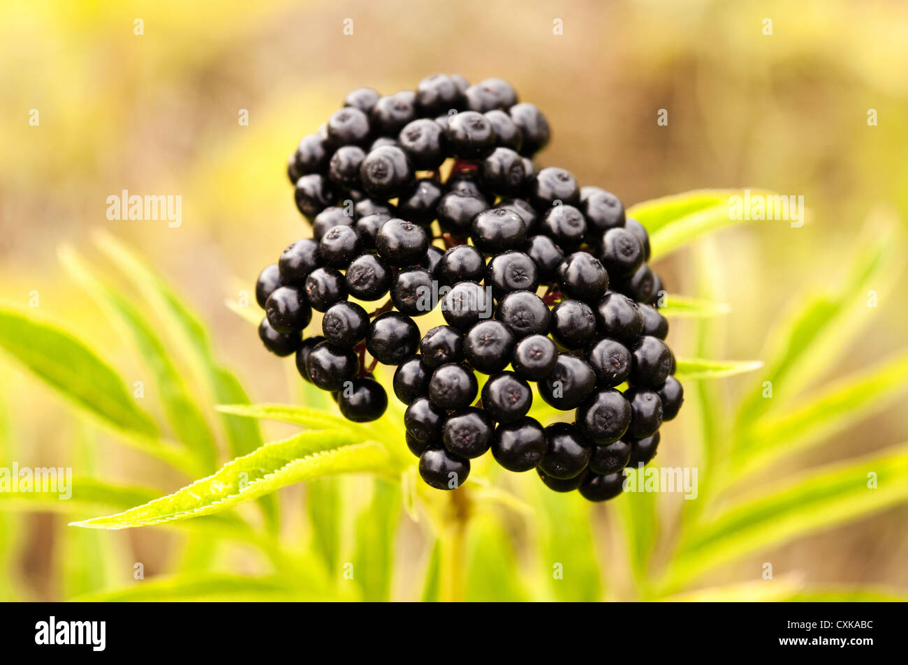 wild black berries photographed on a meadow Stock Photo - Alamy