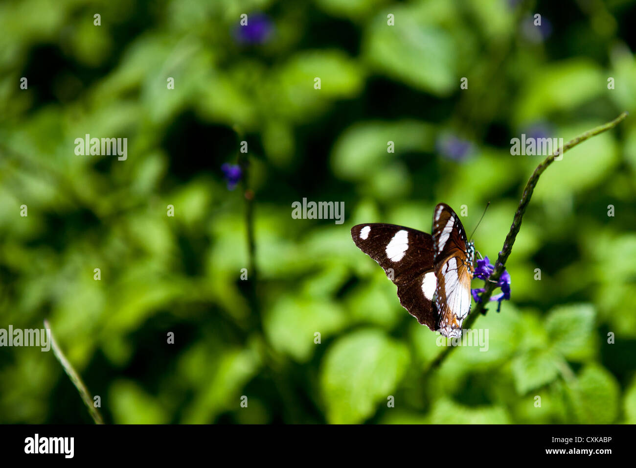 Tropical butterfly species hi-res stock photography and images - Alamy