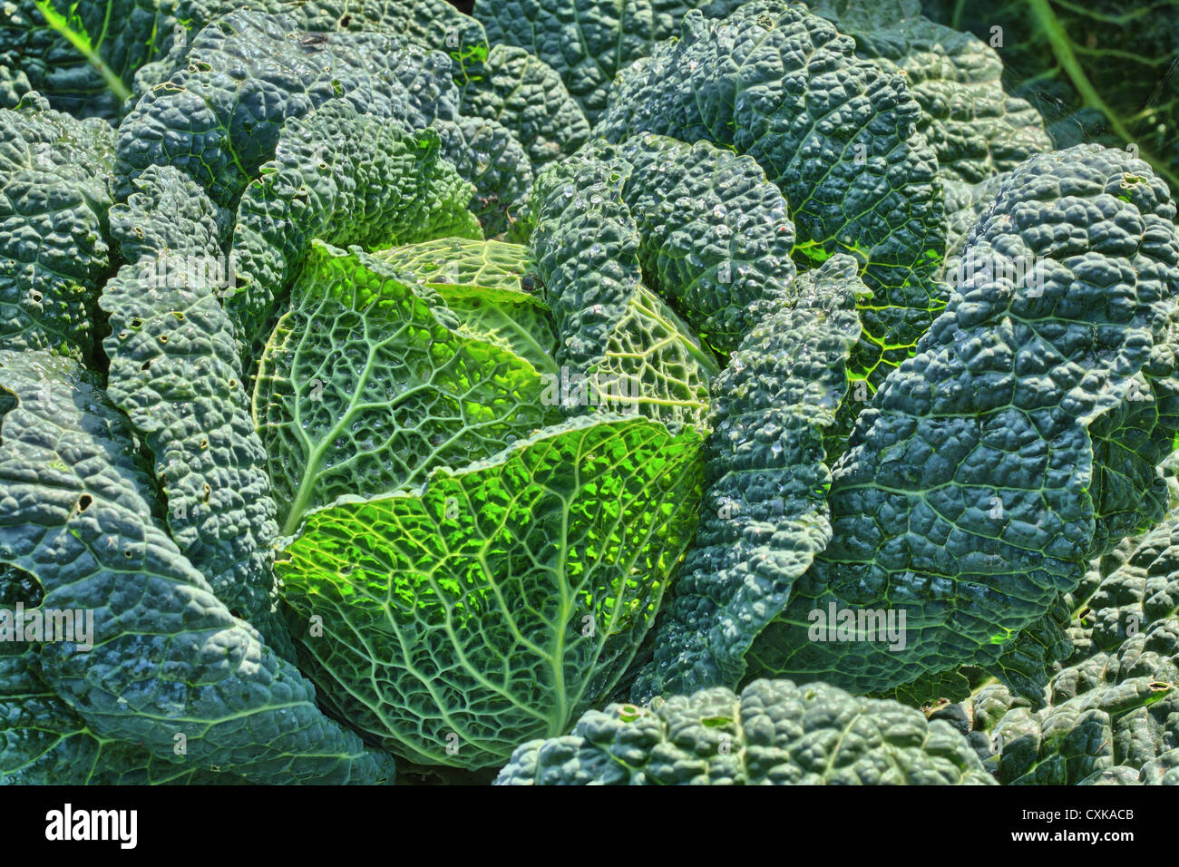 Savoy cabbage matures in the garden Stock Photo - Alamy