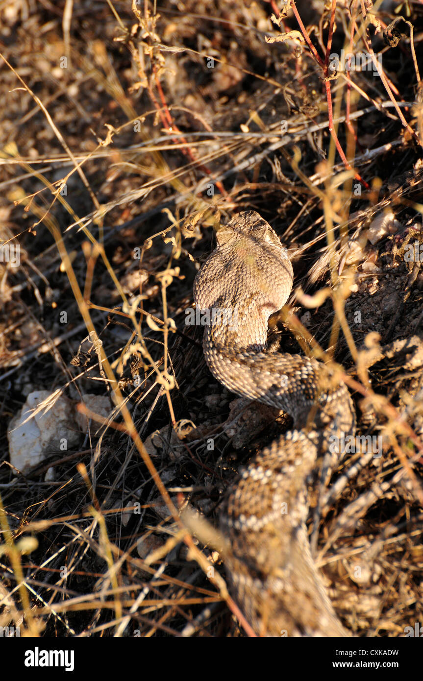 A Western Diamondback Rattlesnake, (Crotalus atrox), Sonoran Desert in ...