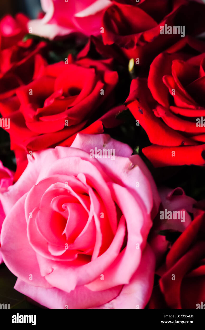 Pink and Red Roses Stock Photo - Alamy