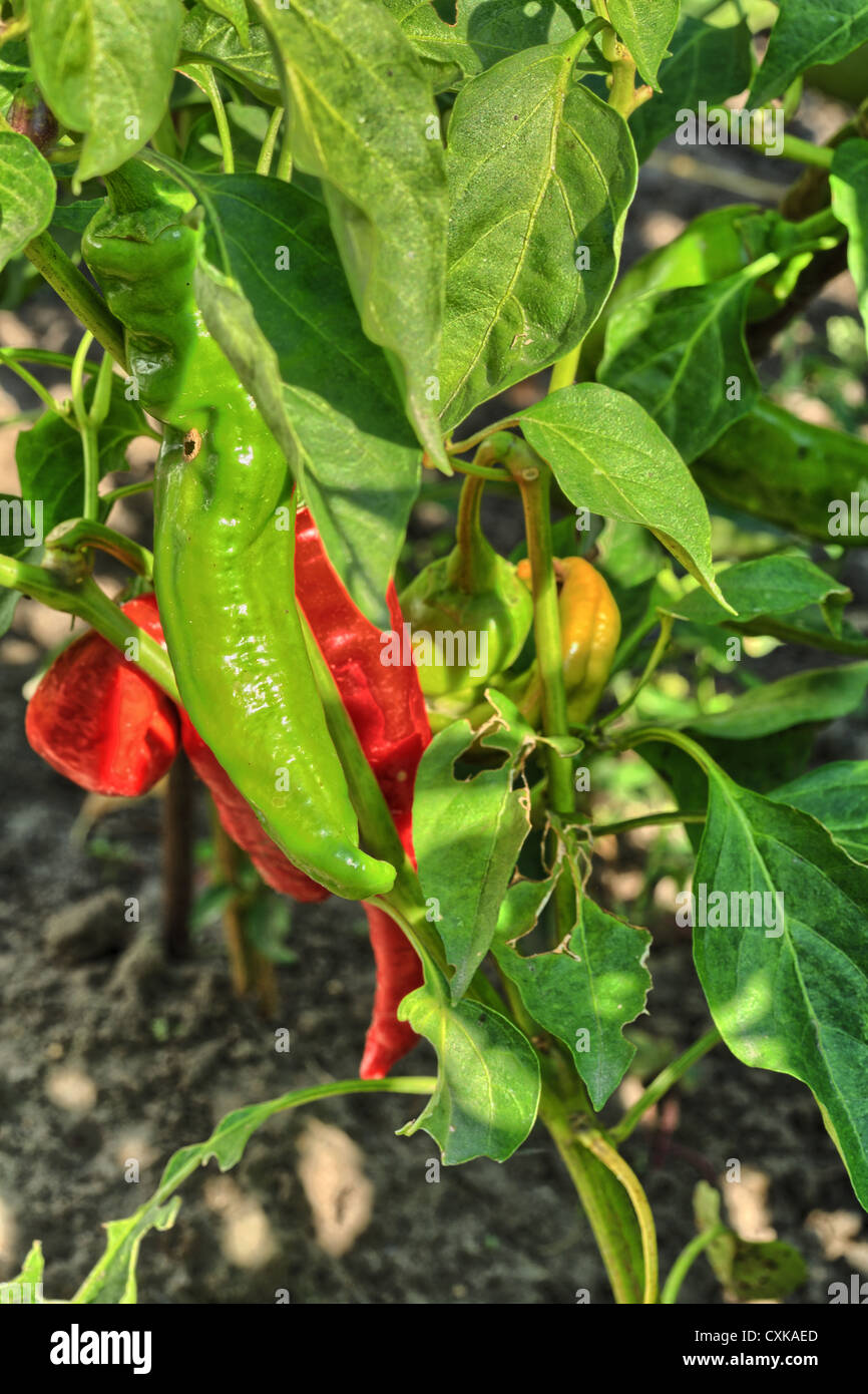 Cayenne image hi-res stock photography and images - Alamy