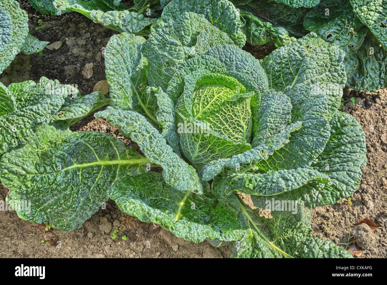Savoy cabbage matures in the garden Stock Photo - Alamy