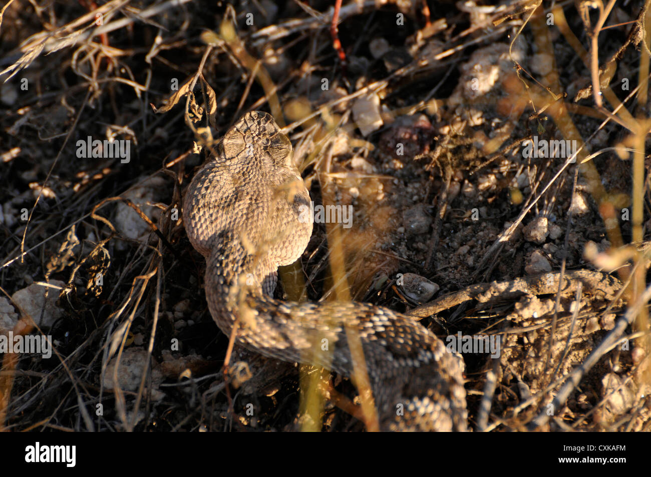 A Western Diamondback Rattlesnake, (Crotalus atrox), Sonoran Desert in ...
