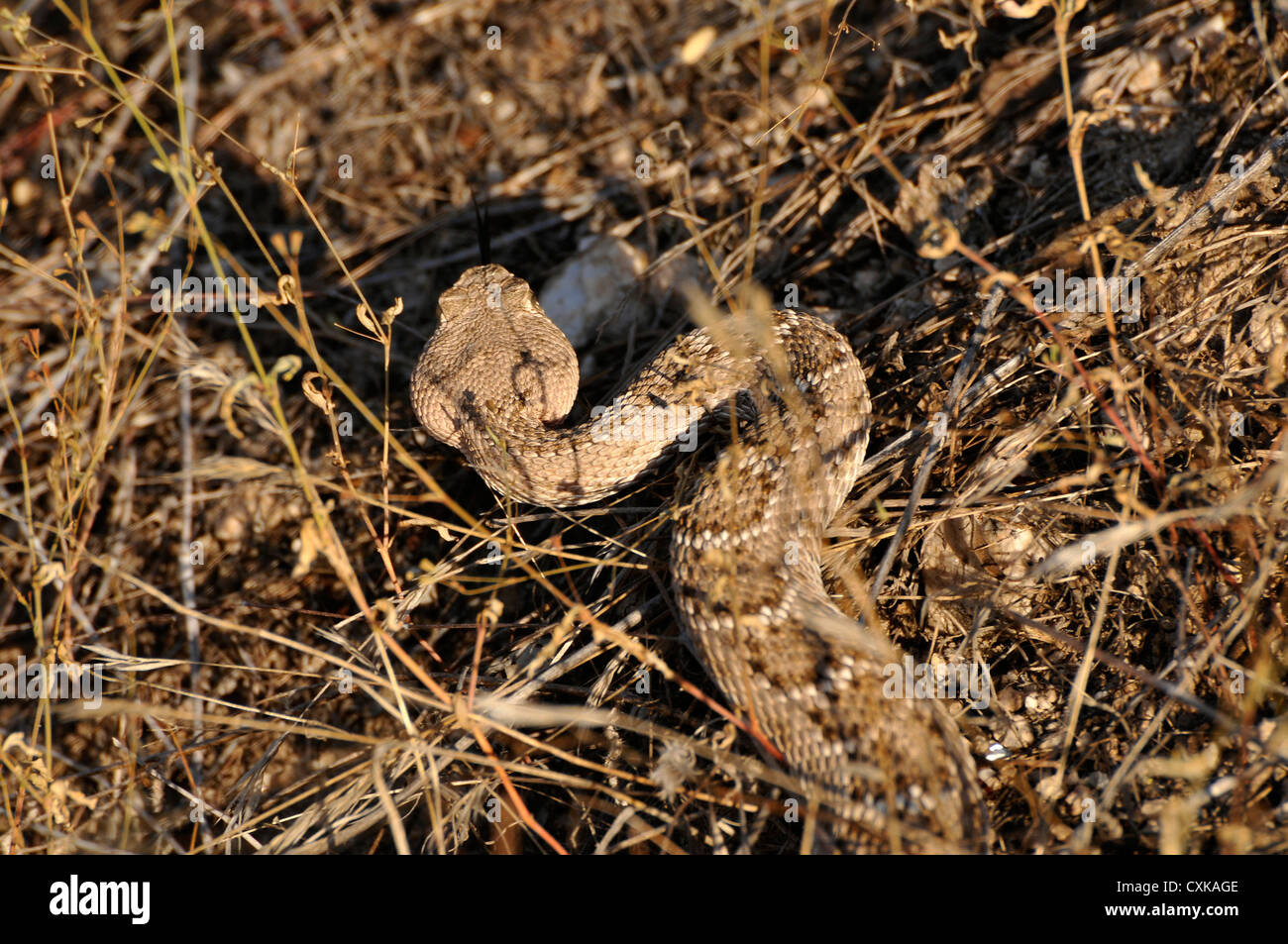 A Western Diamondback Rattlesnake, (Crotalus atrox), Sonoran Desert in ...