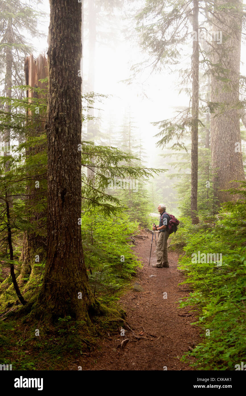 Hiking the beautiful Heliotrope Ridge Trail in the Mount Baker National ...