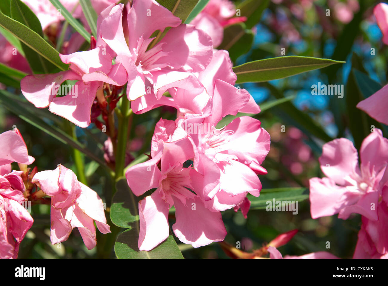 Pink flower's branch Stock Photo - Alamy