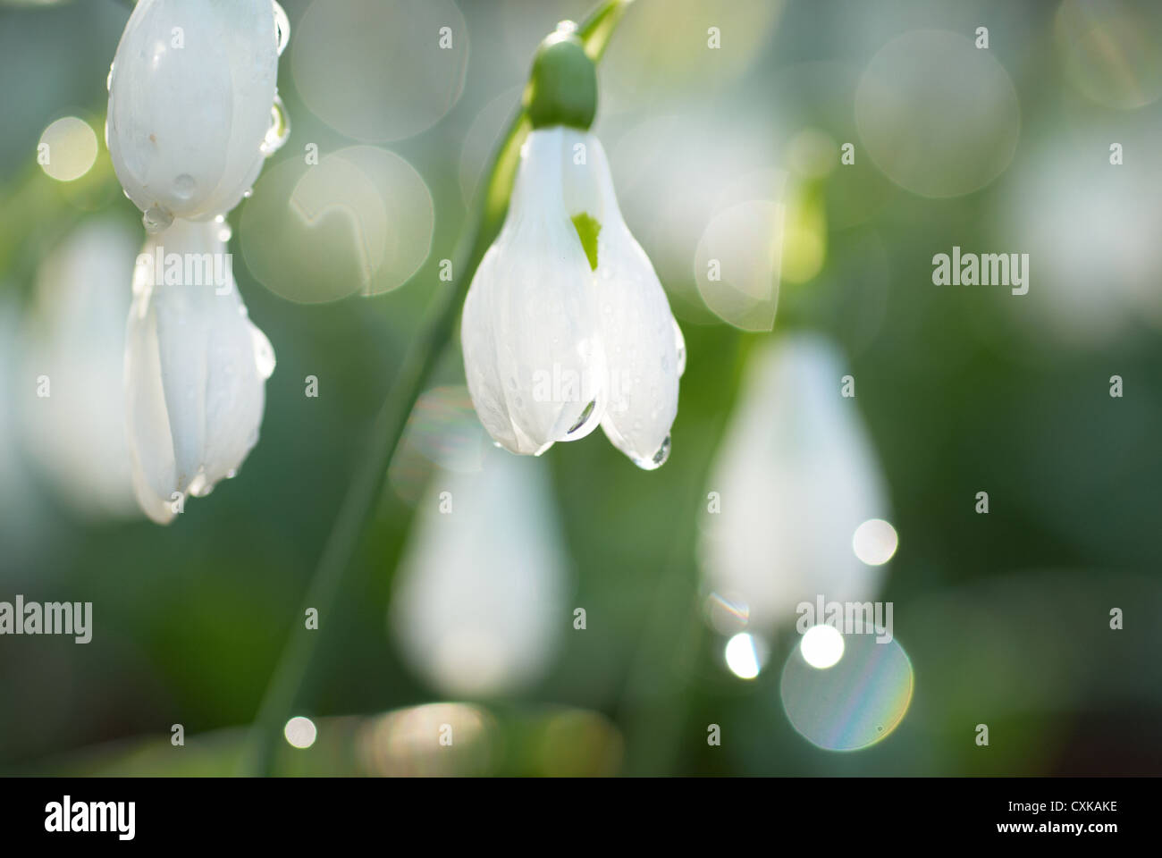 Ten leaf flower hi-res stock photography and images - Alamy