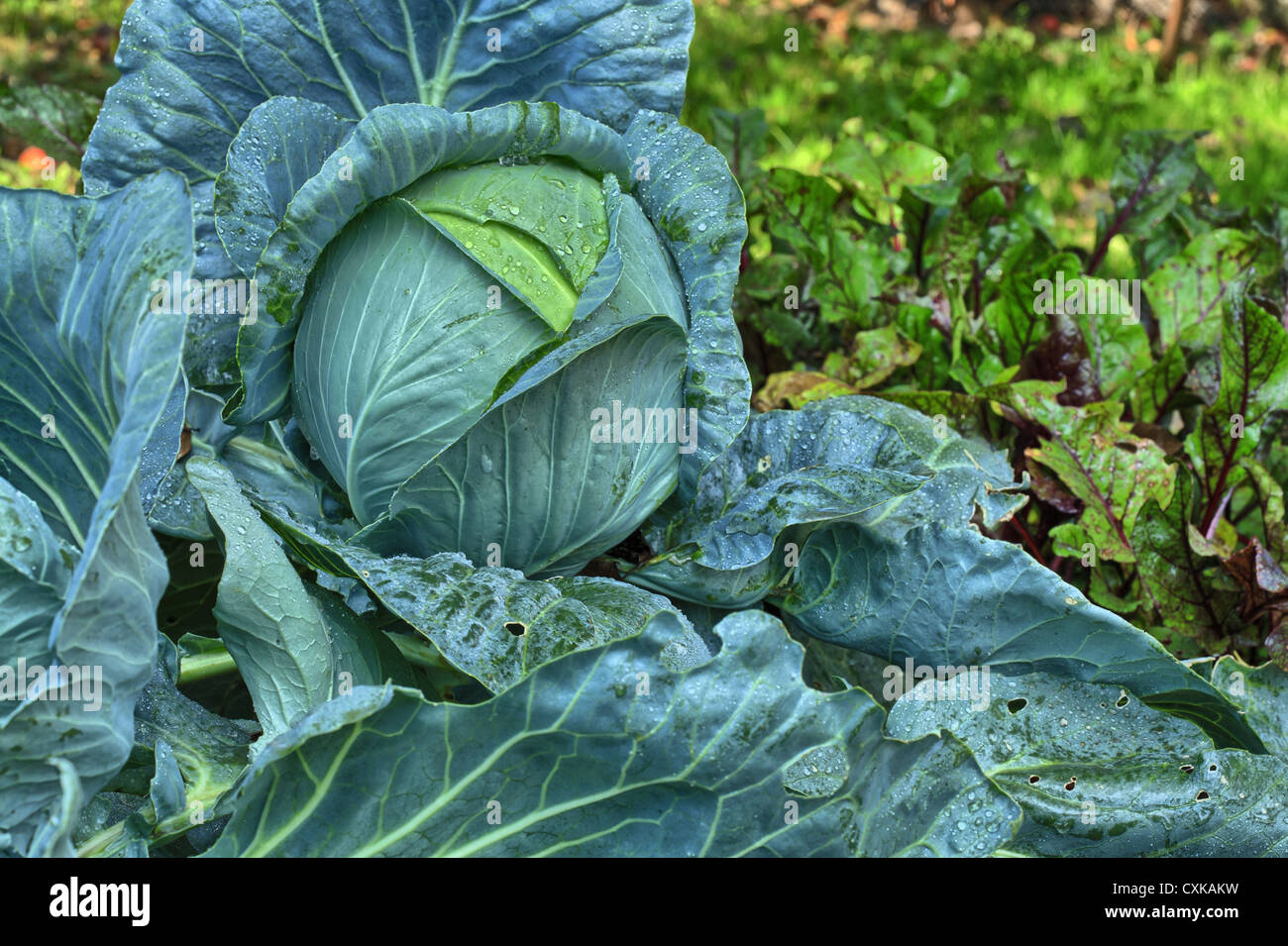 Organic Head Cabbage Stock Photo - Alamy