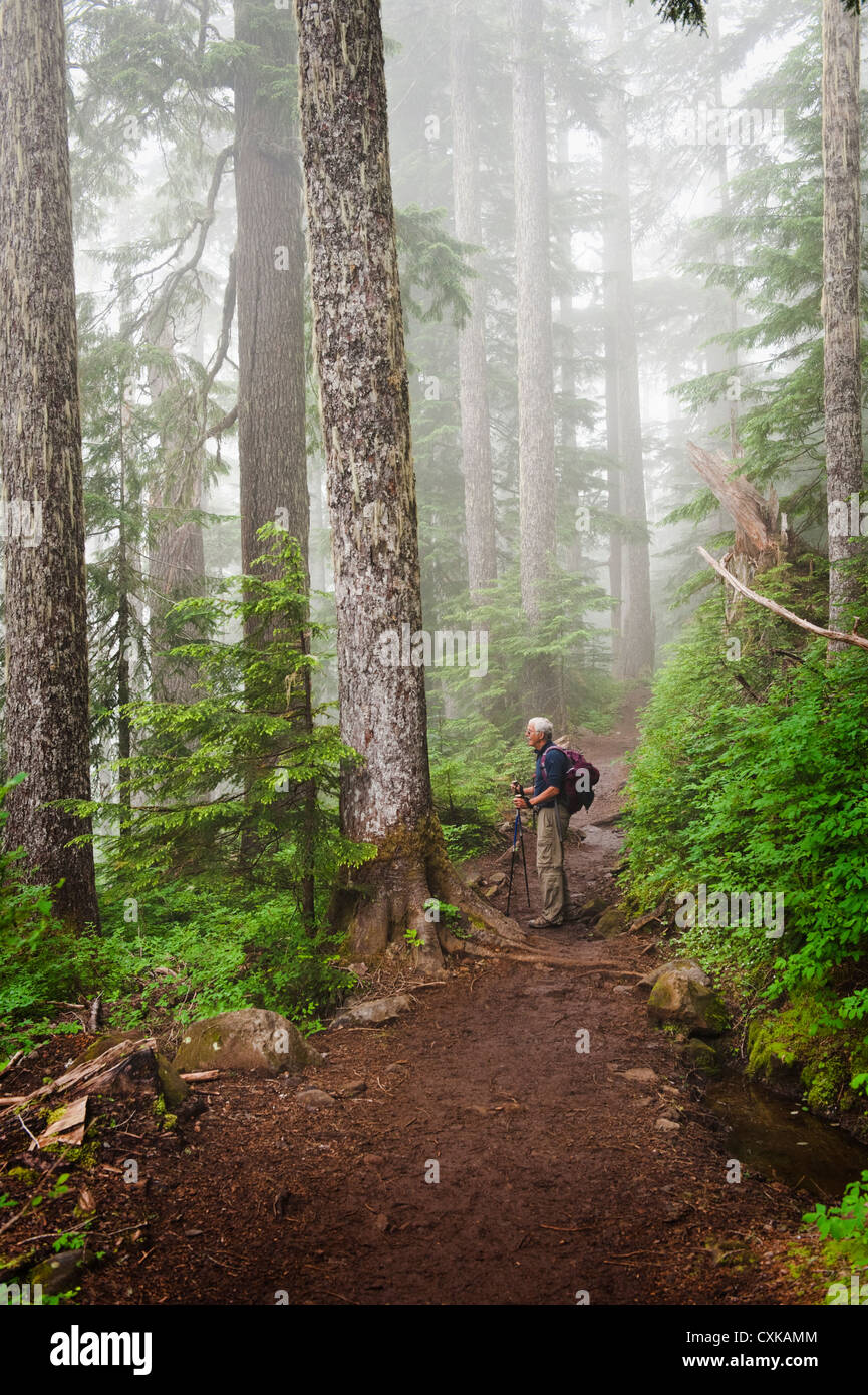 Hiking the beautiful Heliotrope Ridge Trail in the Mount Baker National ...