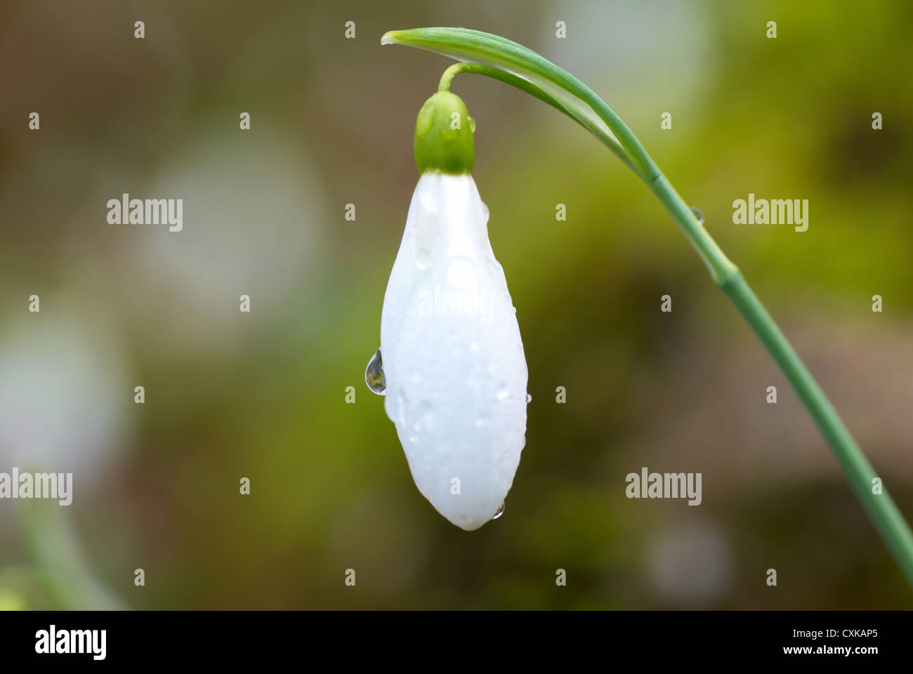 Snowdrop- spring white flower Stock Photo - Alamy