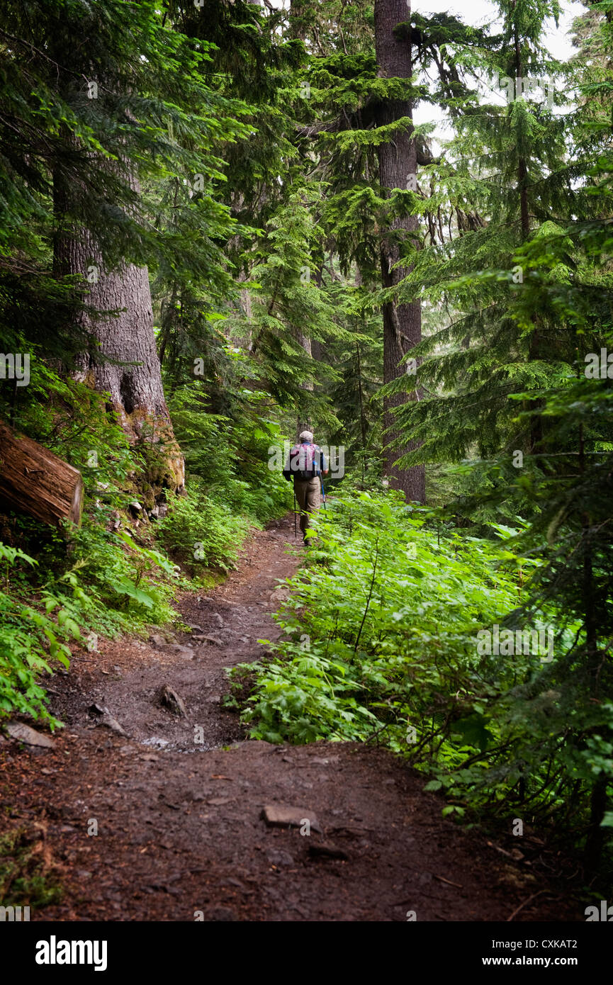 Hiking the beautiful Heliotrope Ridge Trail in the Mount Baker National ...