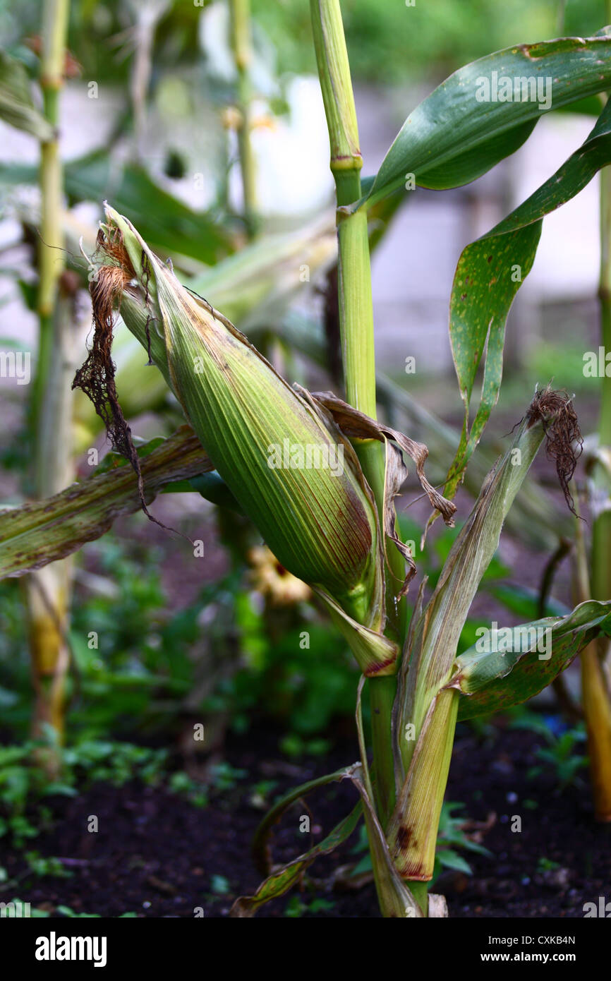 Corn on the cob growing in vegetable garden Stock Photo - Alamy