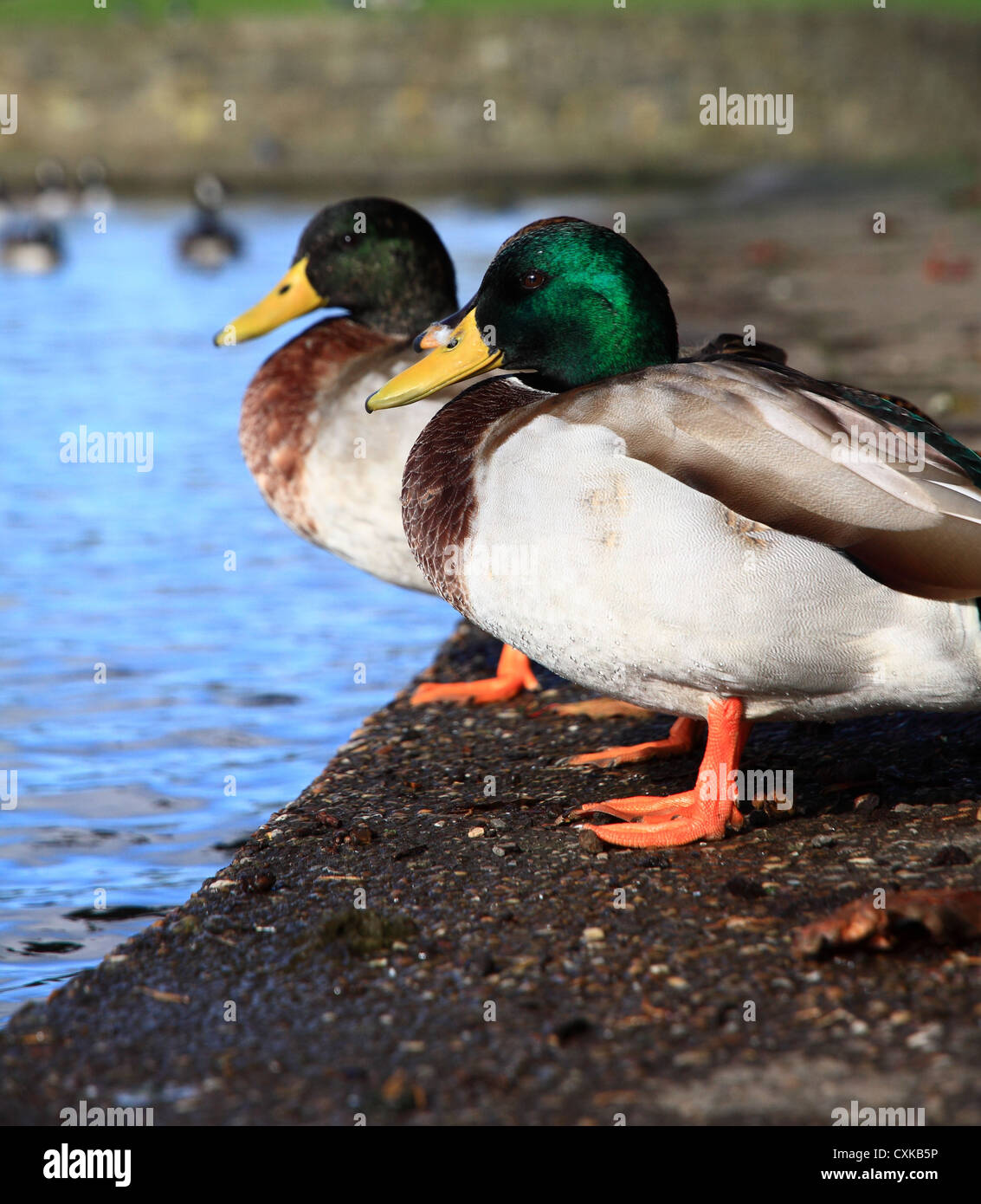 Two mallard ducks side by side at the waters edge Stock Photo - Alamy