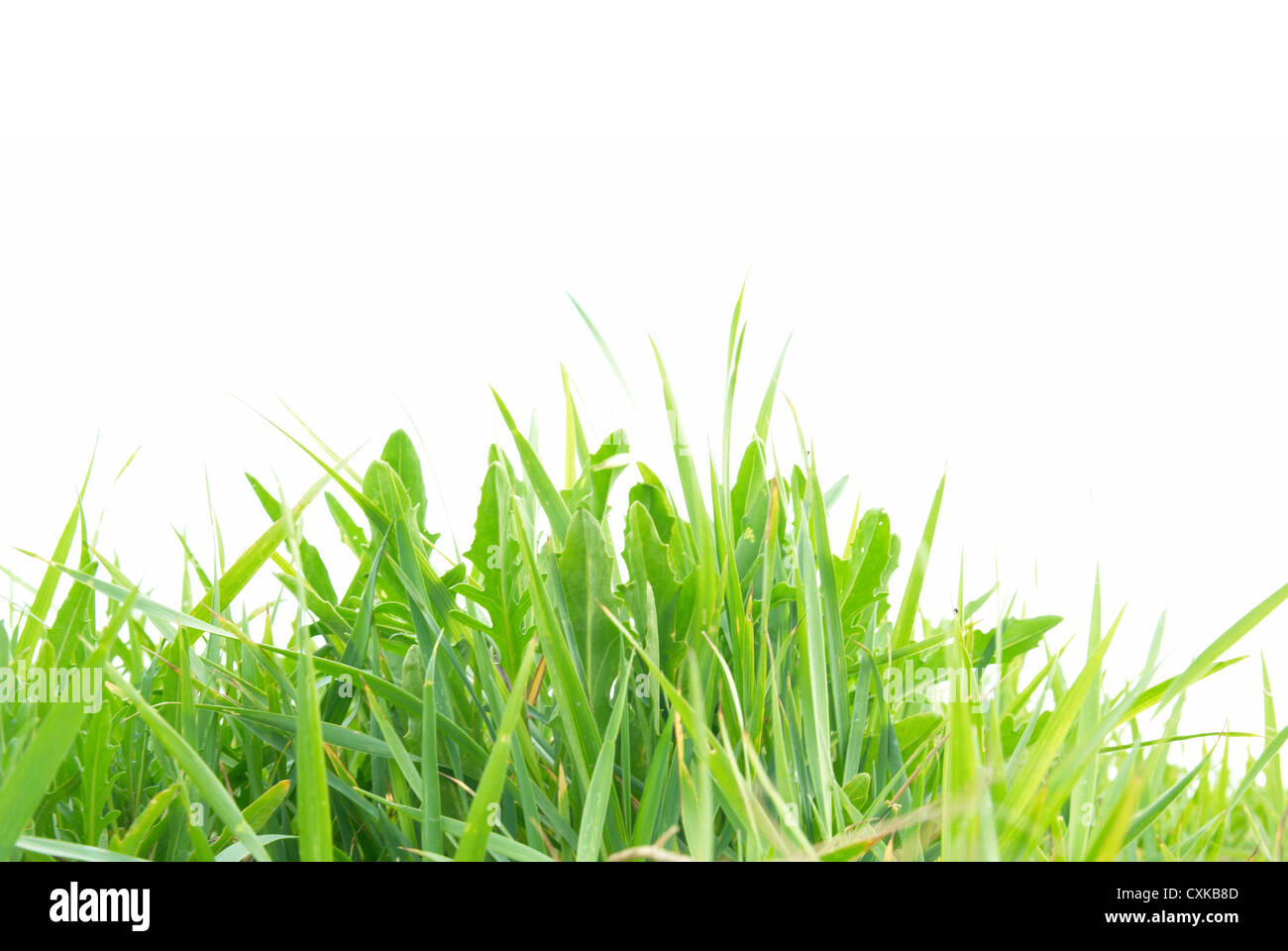 Green grass isolated Stock Photo - Alamy