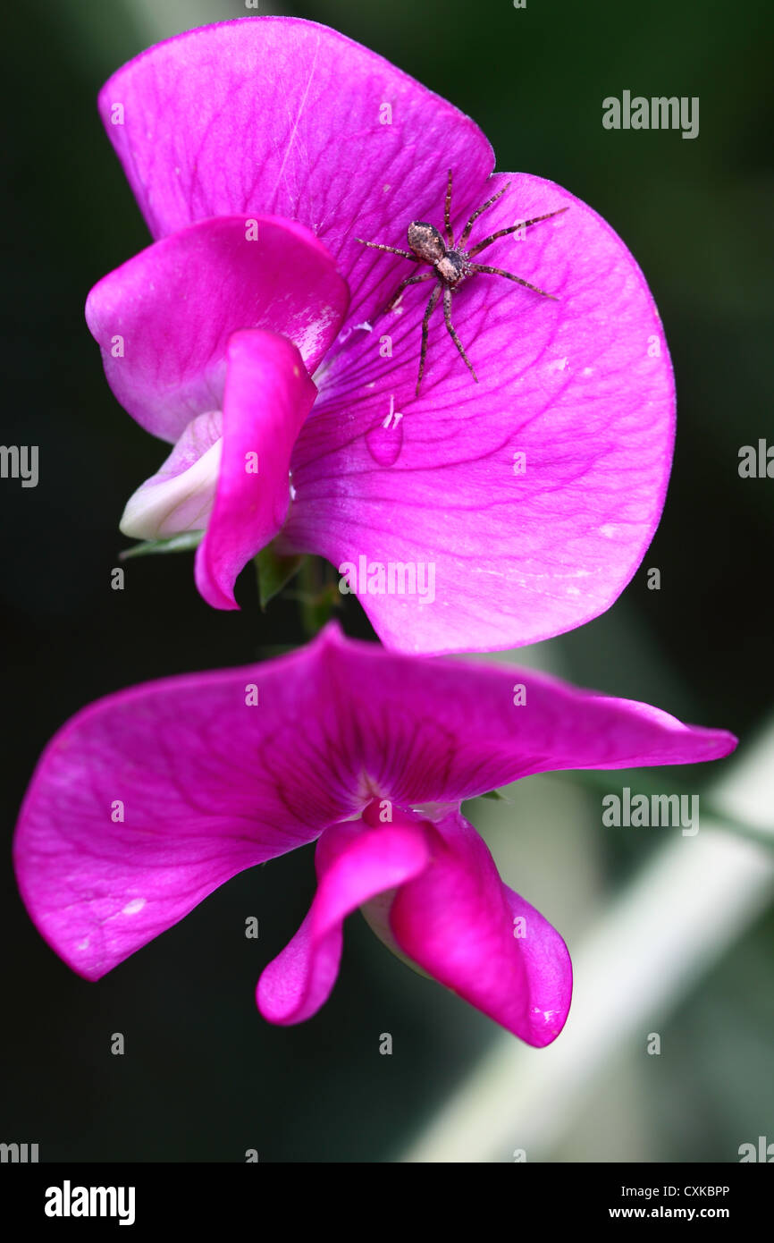 Everlasting sweet pea flowers hi-res stock photography and images - Alamy