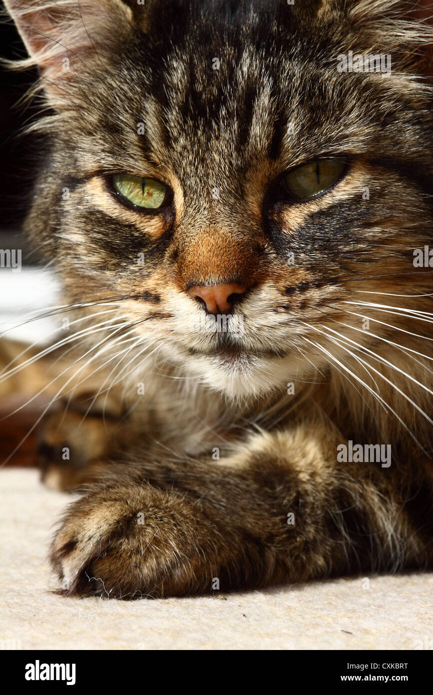Cat in thought hi-res stock photography and images - Alamy