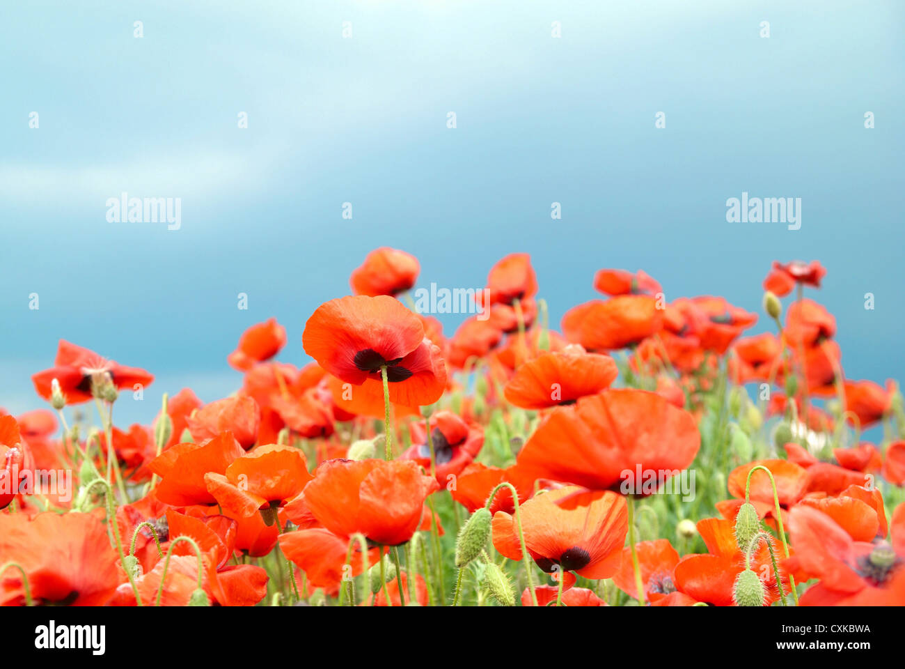 Dark red poppies hi-res stock photography and images - Alamy