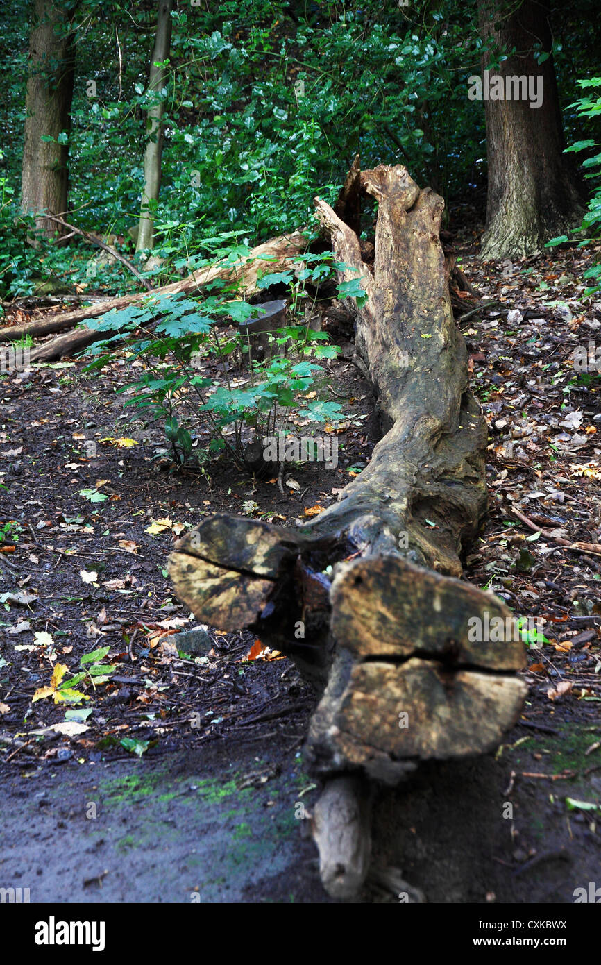 Fallen tree trunk Stock Photo - Alamy