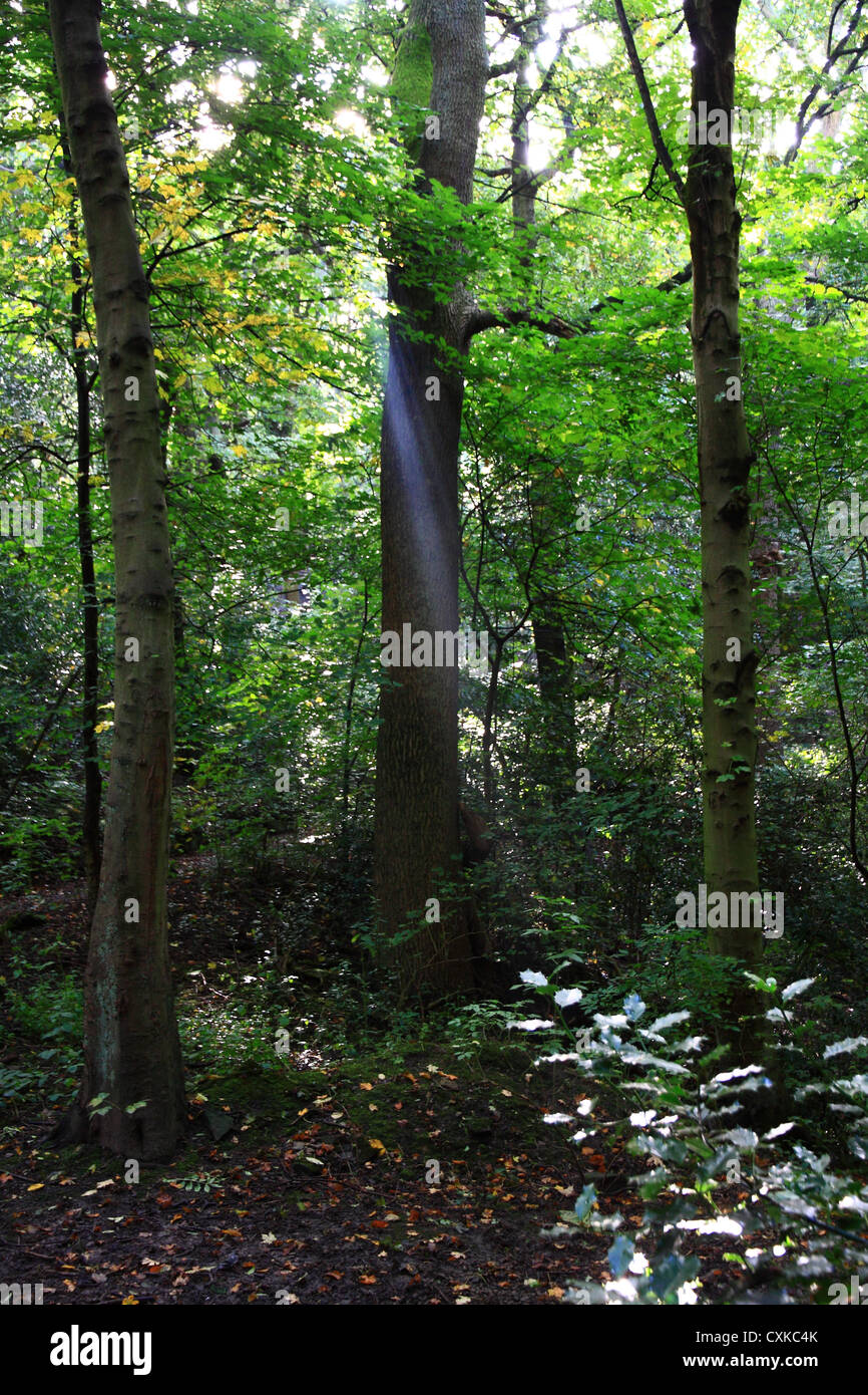 Light coming through tree branch hi-res stock photography and images ...