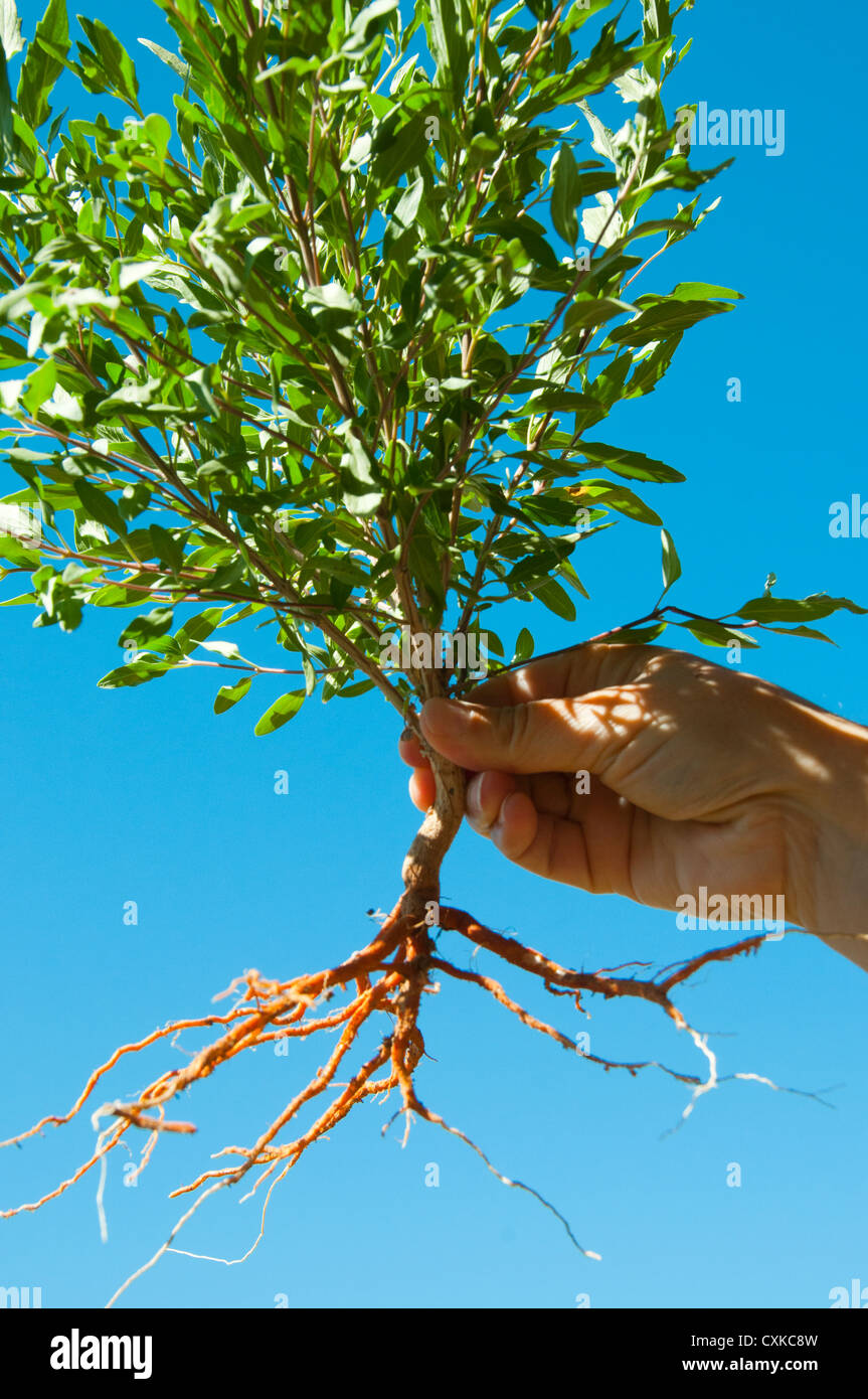 Exposed tree root system hi-res stock photography and images - Alamy