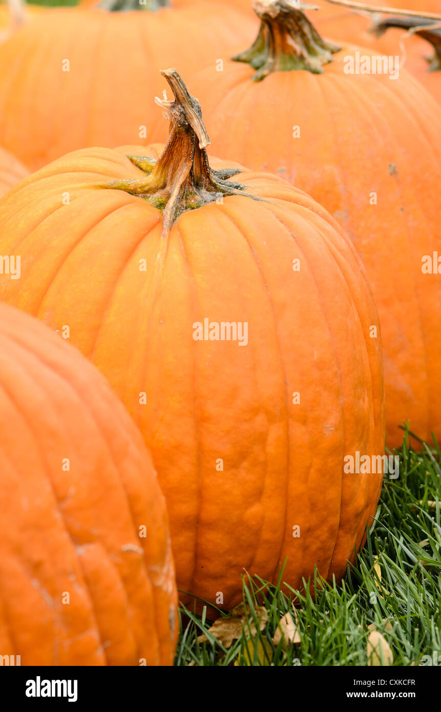 Pumpkins in a row Stock Photo - Alamy