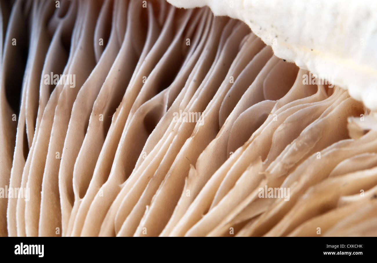 delicious mushrooms texture, extreme closeup photo Stock Photo - Alamy