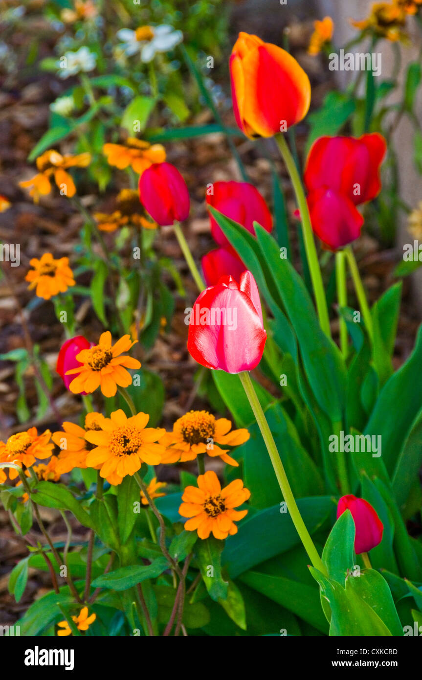 Dynamic tulip display hi-res stock photography and images - Alamy