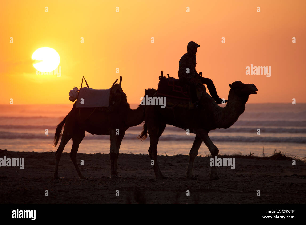 Sunset over the ocean with camels Stock Photo - Alamy