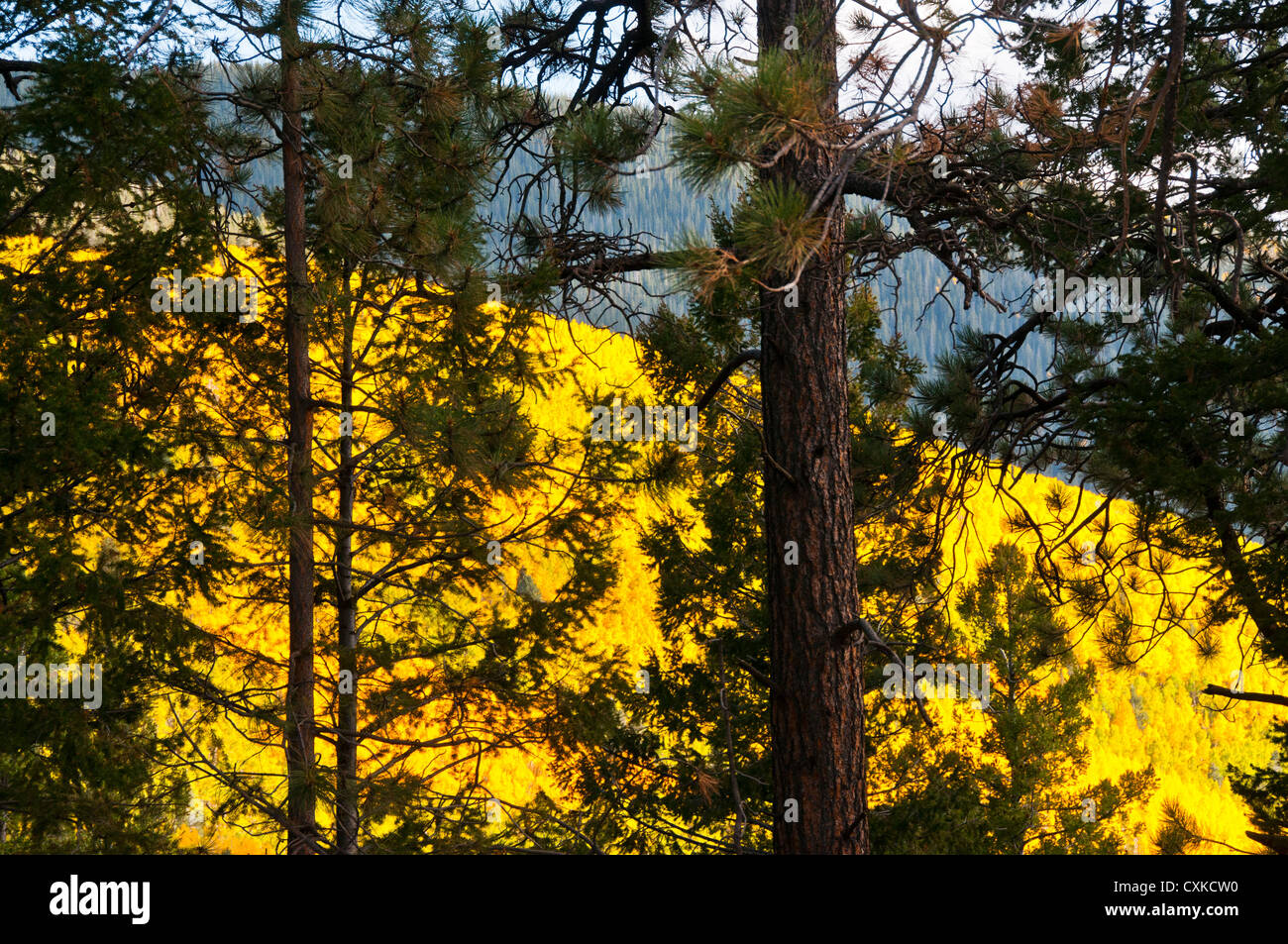 Aspen Trees fall colors Stock Photo - Alamy