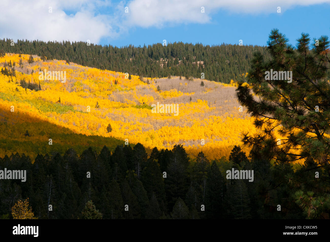 Aspen Trees fall colors Stock Photo - Alamy