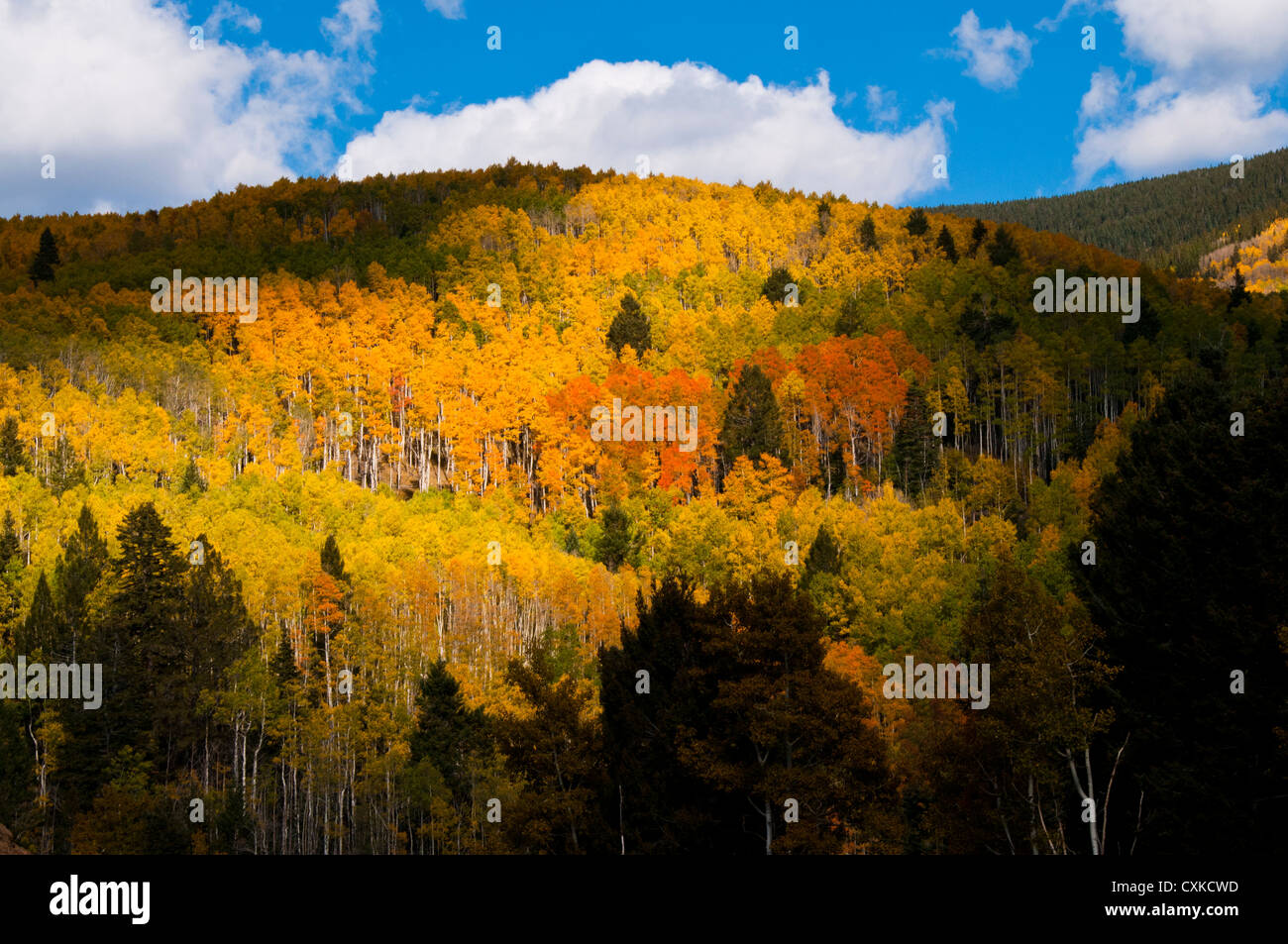 Aspen Trees fall colors Stock Photo - Alamy
