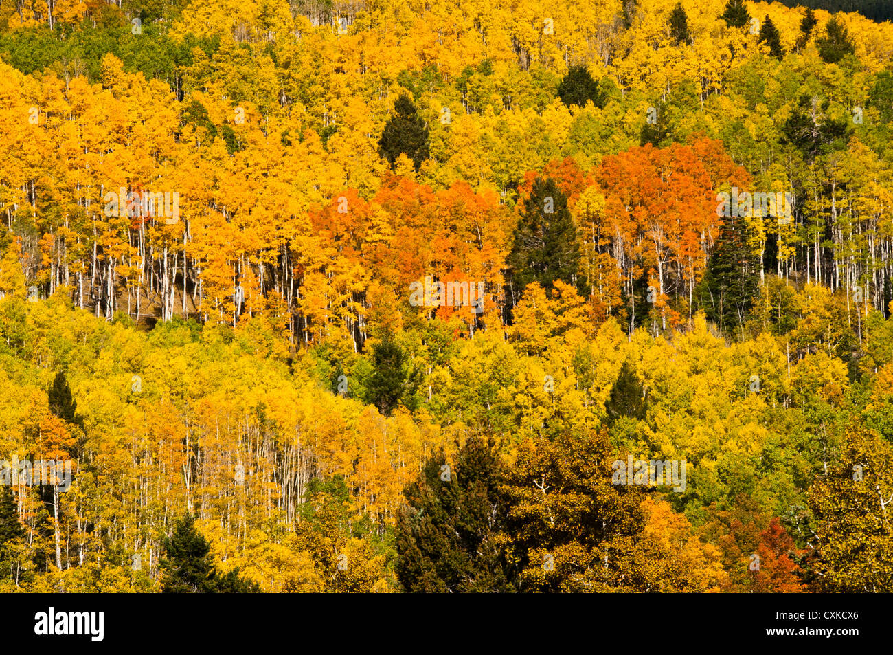 Aspen Trees fall colors Stock Photo - Alamy
