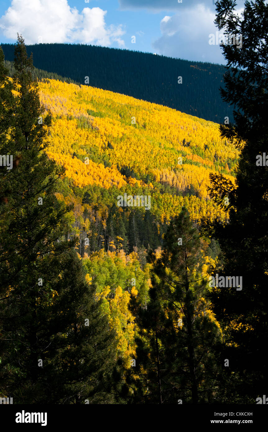 Aspen changing colors hi-res stock photography and images - Alamy