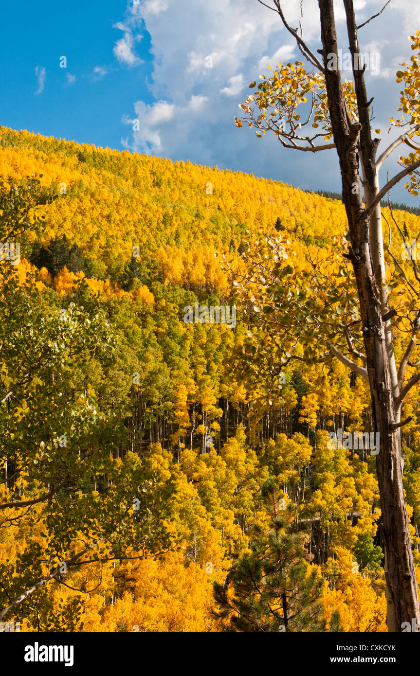 Aspen Trees fall colors Stock Photo - Alamy