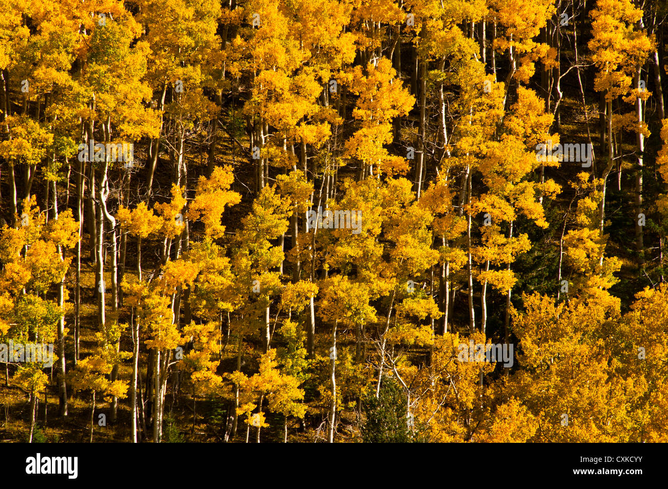 Aspen Trees fall colors Stock Photo - Alamy