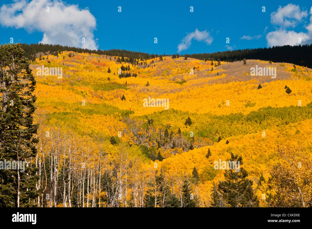 Aspen Trees fall colors Stock Photo - Alamy