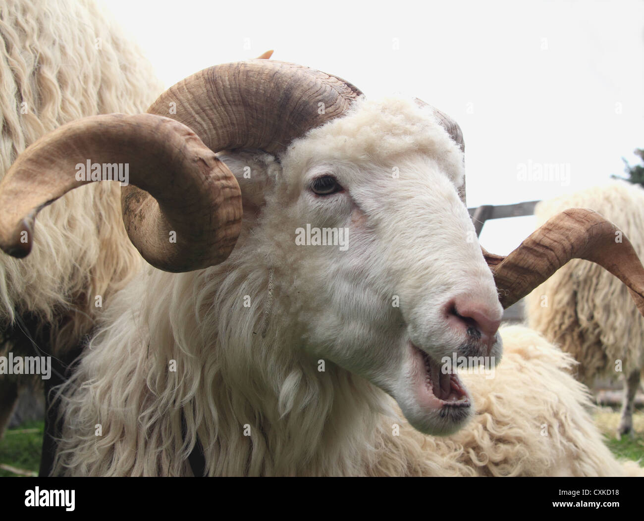 portrait of a sheep ram Stock Photo - Alamy