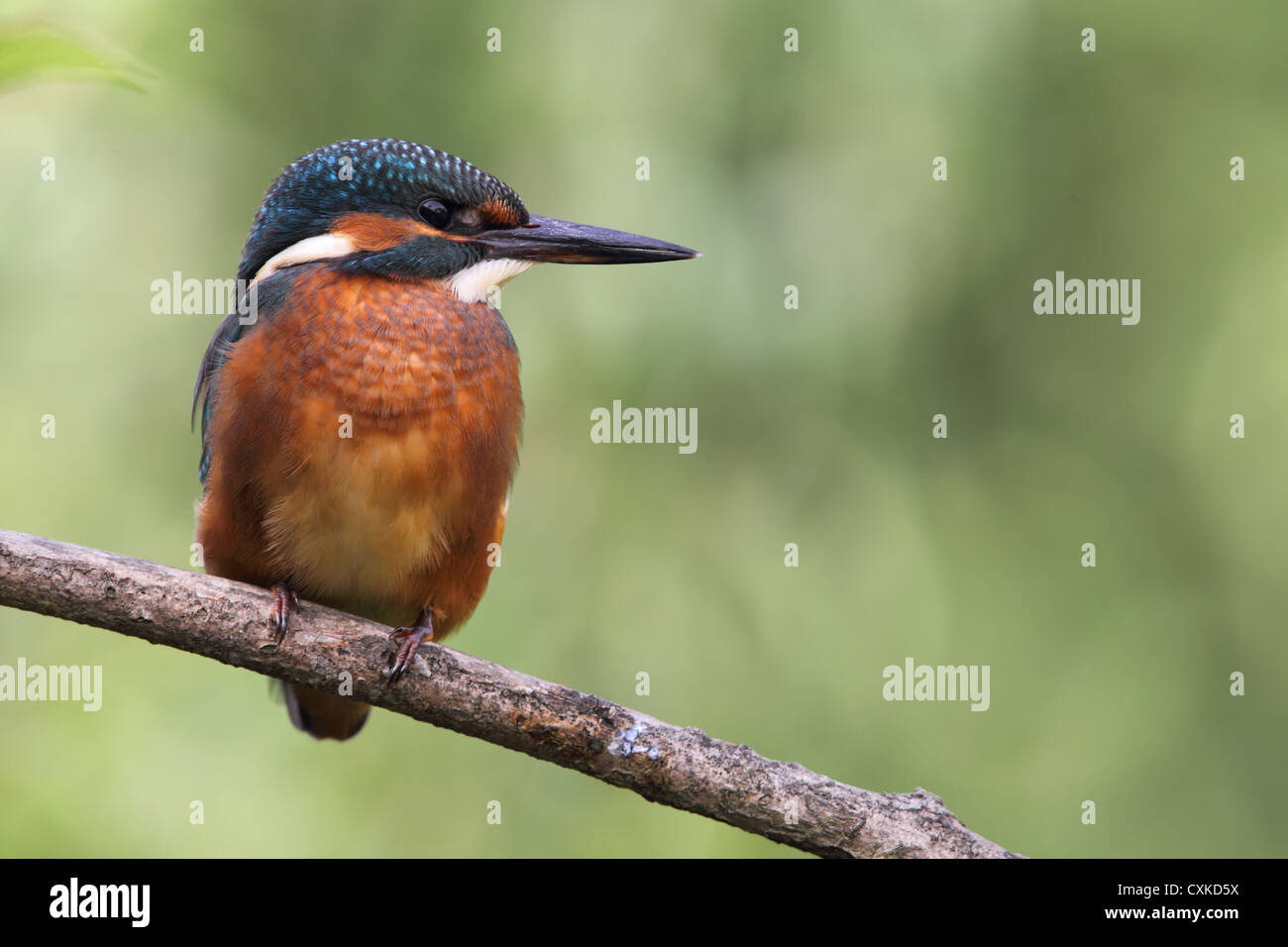 Common Kingfisher (Alcedo atthis) sitting on his perch Stock Photo - Alamy