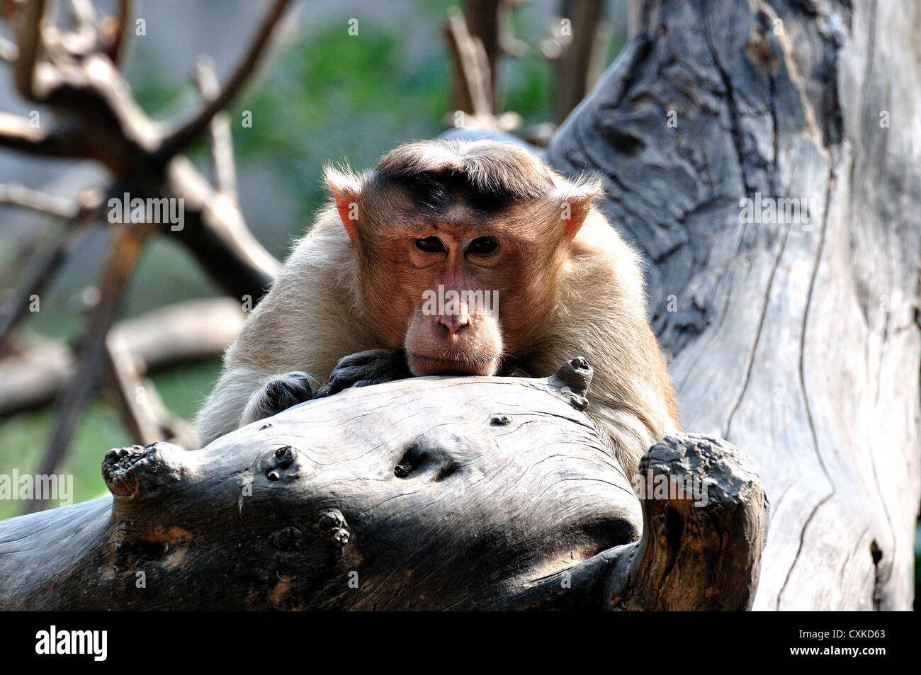 Macaque species hi-res stock photography and images - Alamy