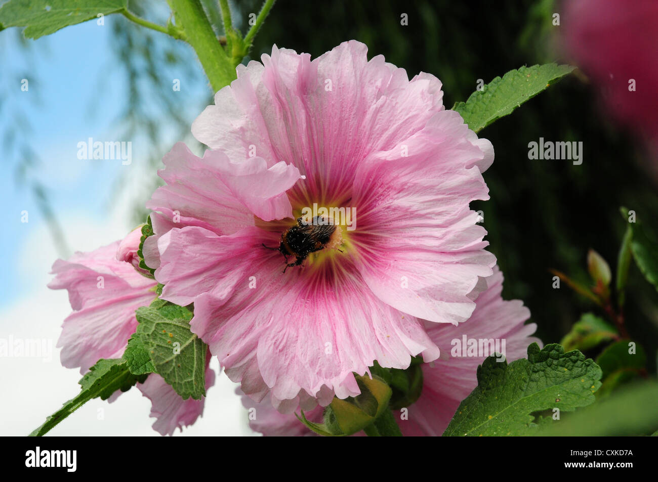 Althaea rosea hi-res stock photography and images - Alamy