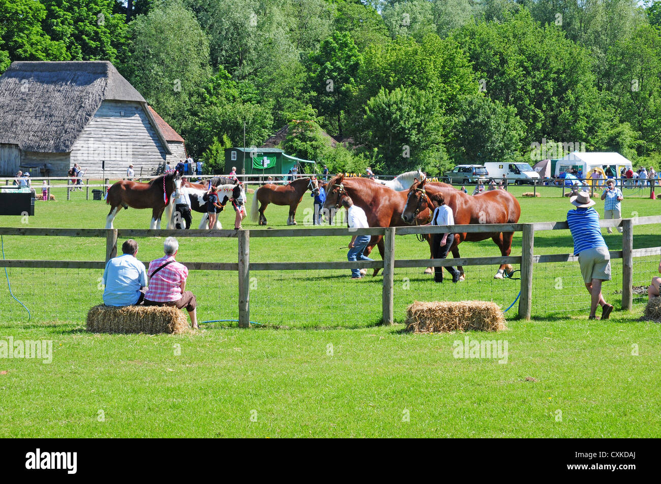 Line up of heavy horses at the Weald and Downland Open air Museum Stock ...